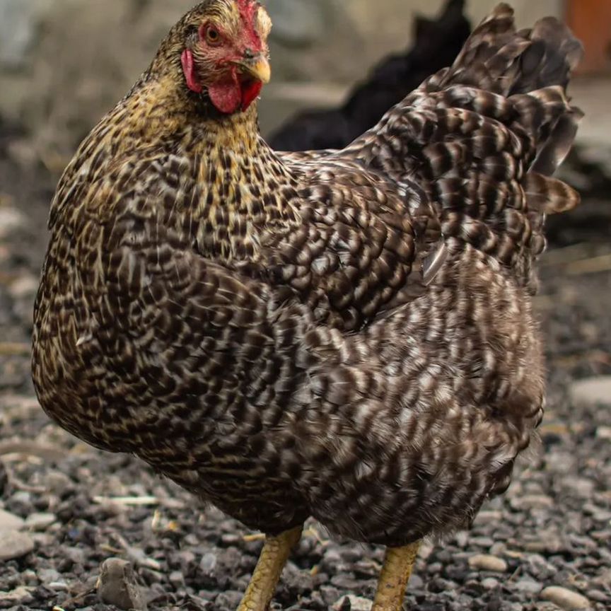 Куры несушки – свежие яйца