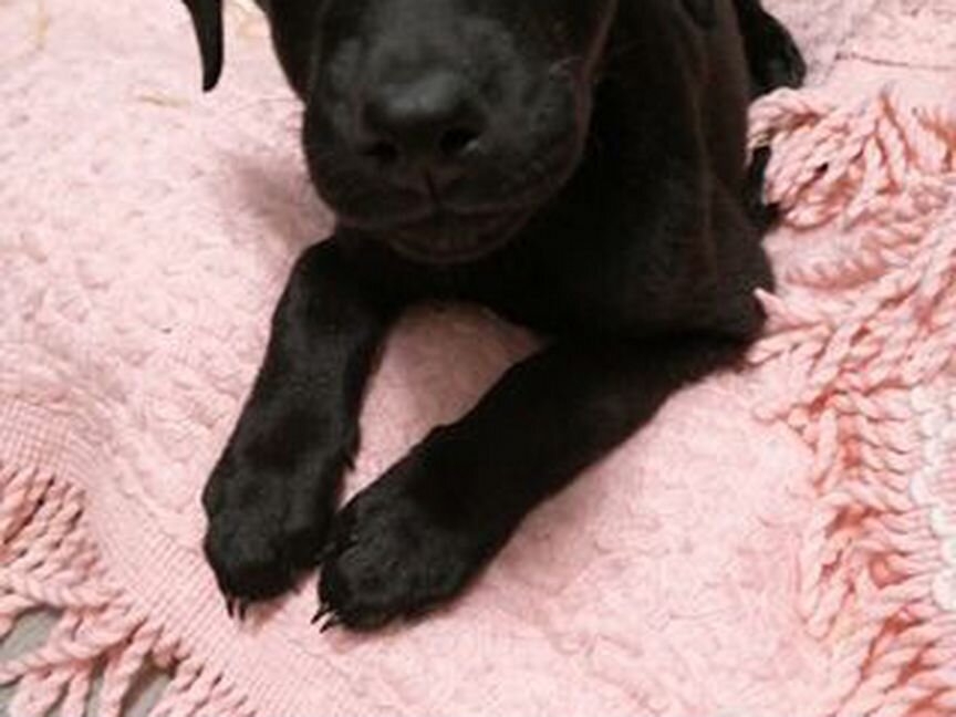 Щенок девочка от маленькой собачки