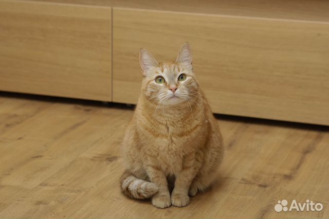 Персиковая сладкая булочка