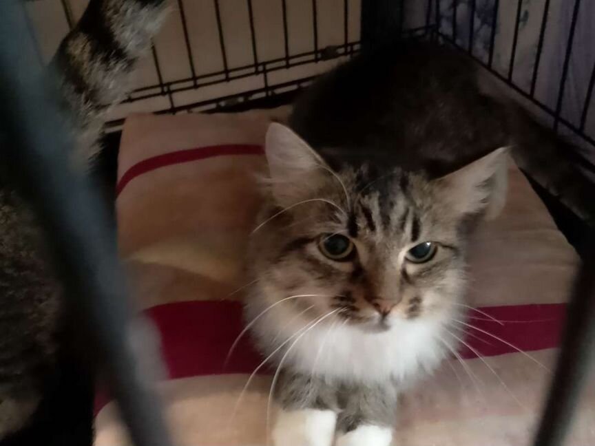 Котик очень хочет в семью