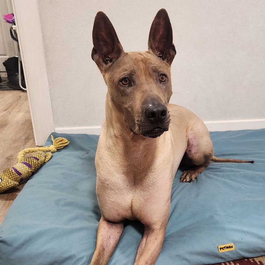 Тайский риджбек, взрослый пёс