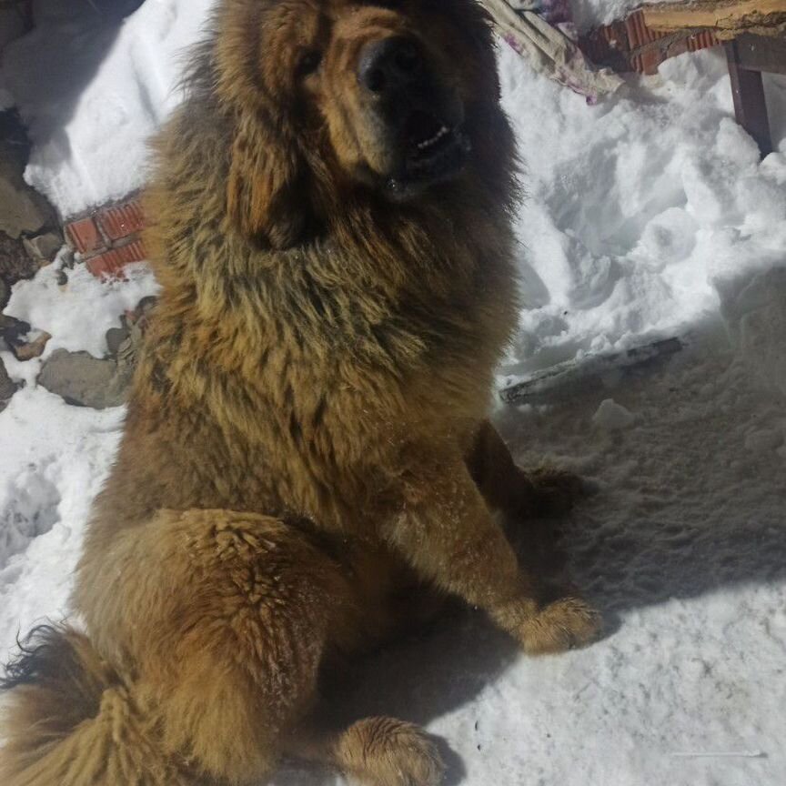Тибетский мастиф