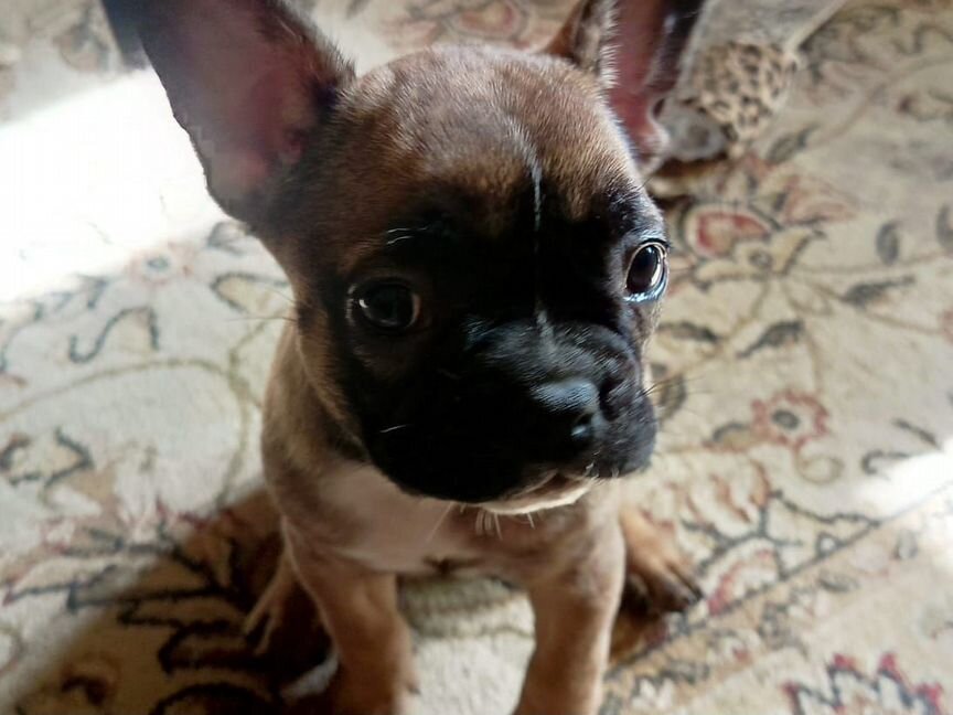 Французский бульдог щенки 2 девочки