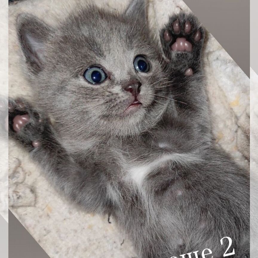 Котята в добрые руки девочка