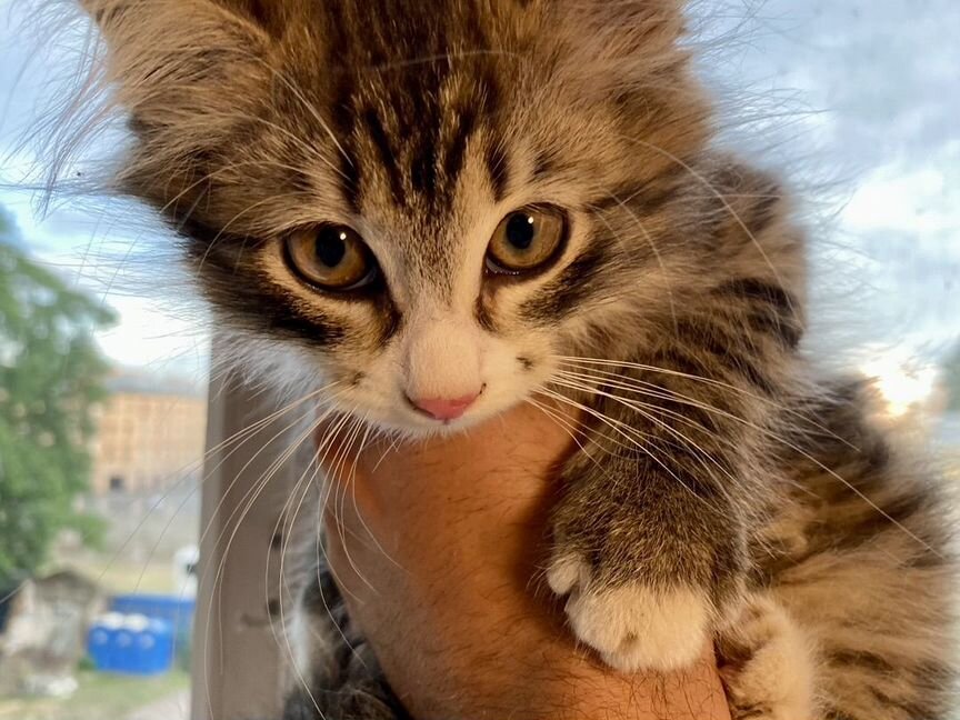 Котёнок Фасоль в самые добрые руки