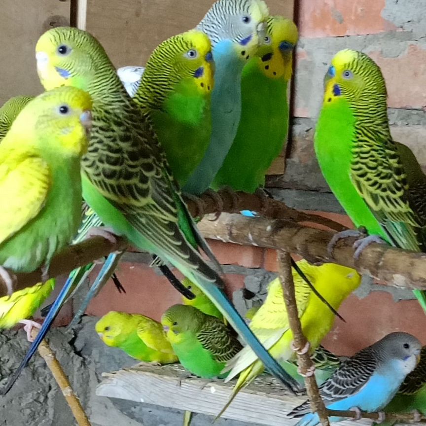 Птенцы волнистый попугай