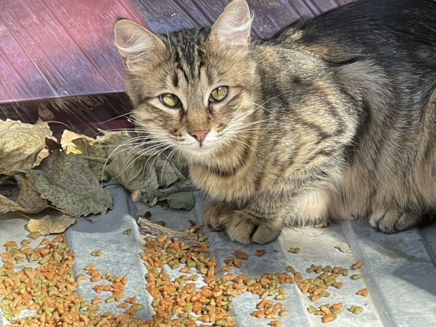 Милая Кошечка Тимоша)