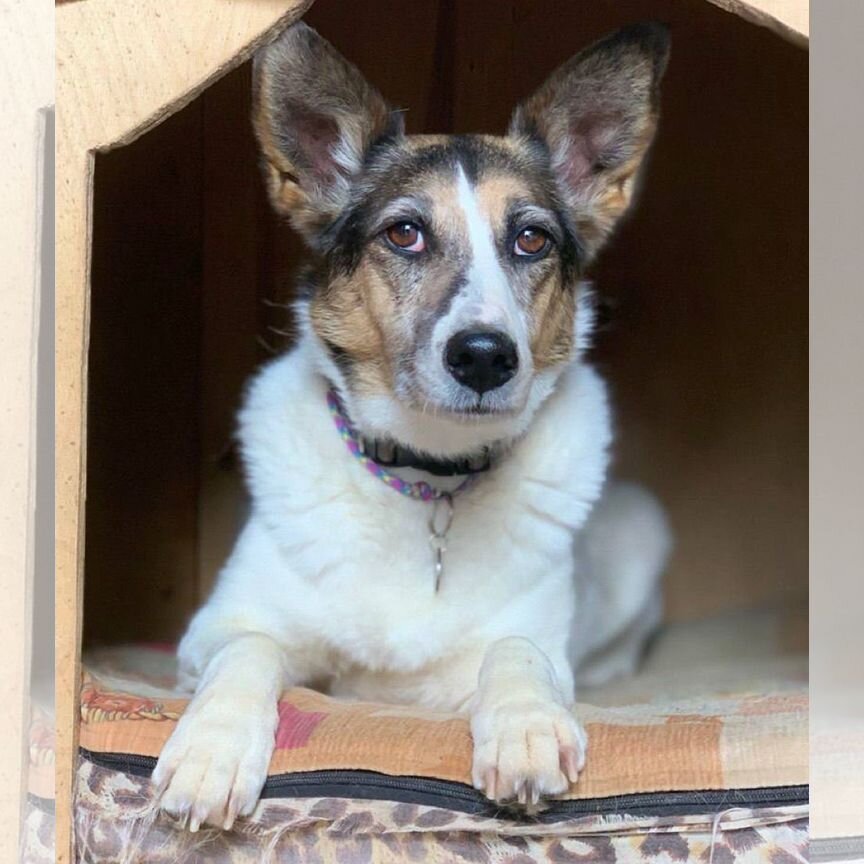 Взрослая собака в добрые руки