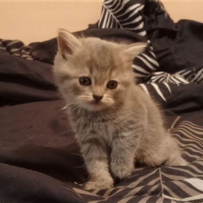 Шотландский вислоухий короткошёрстный котёнок