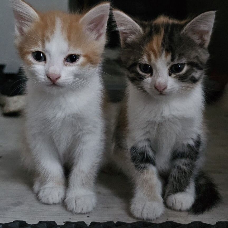 Отдам котят в добрые руки