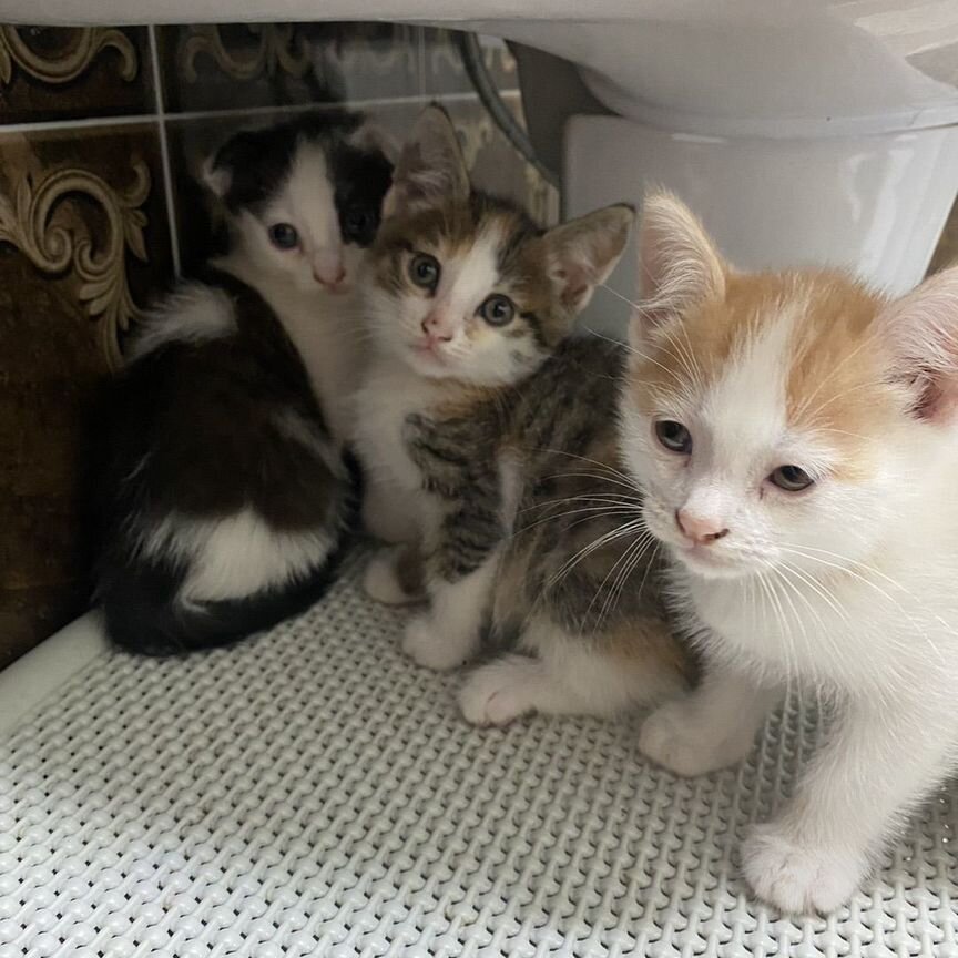 Котята в добрые руки бесплатно