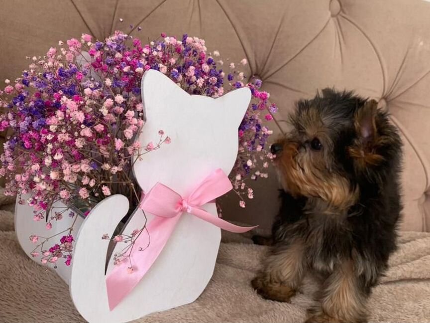 Девочка mini baby фейс