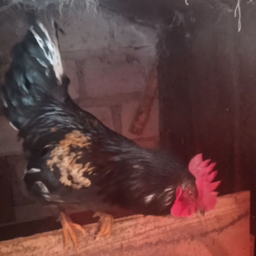 Молодые петухи