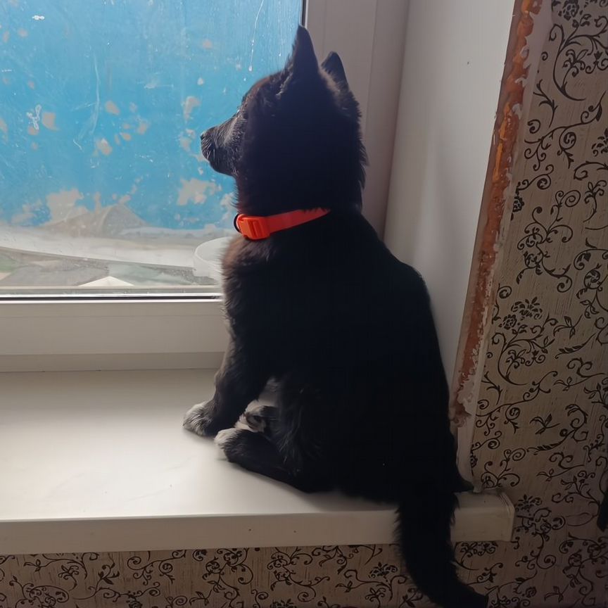 Лайка, щенок