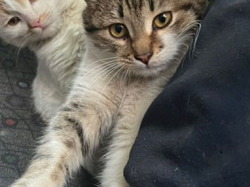 Котенок мальчик