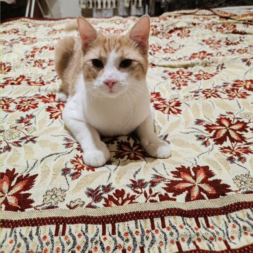 Рыжий котенок в добрые руки бесплатно