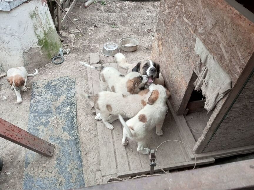 Щенки Московской Сторжевой