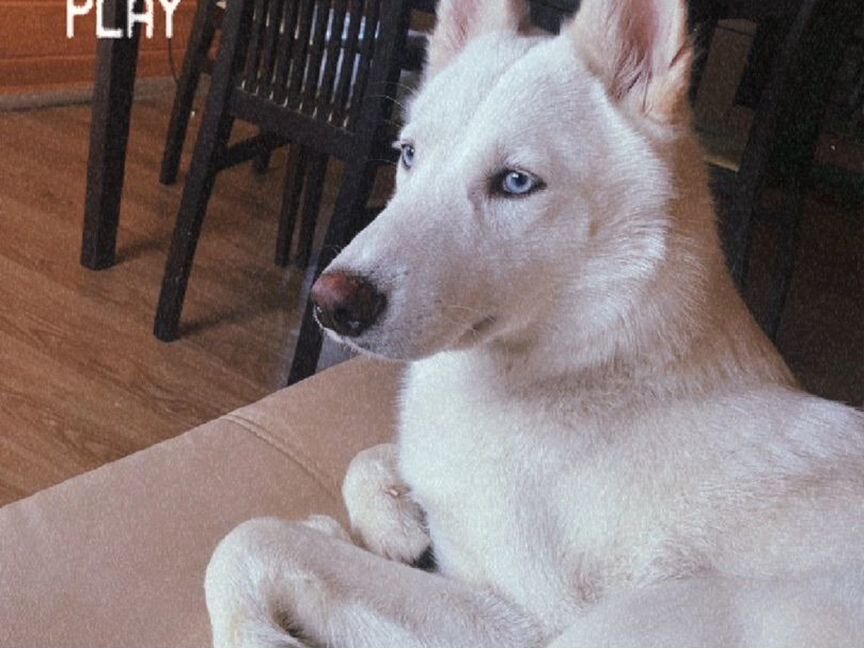 Собаки бесплатно хаски