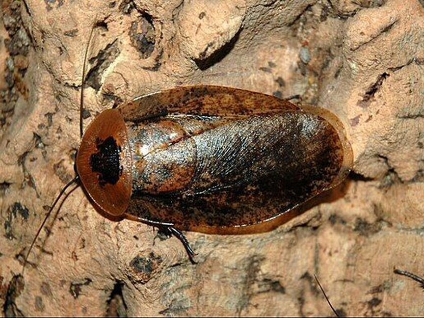 Экзотические и кормовые тараканы