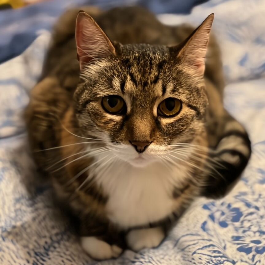 Взрослая кошка в добрые руки