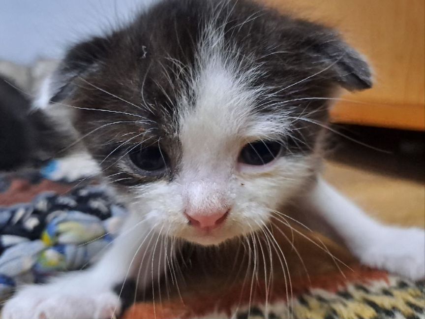 Кошка Шотландская веслоухая