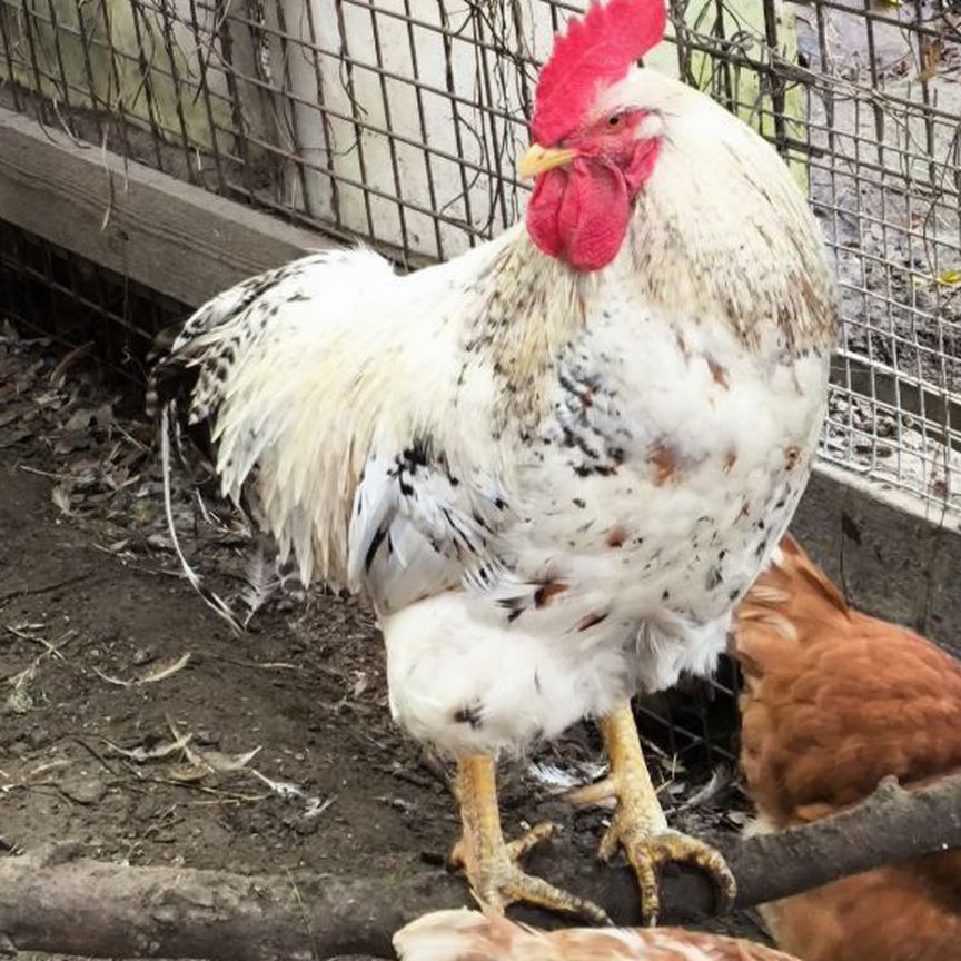 Петух и 5 курочек