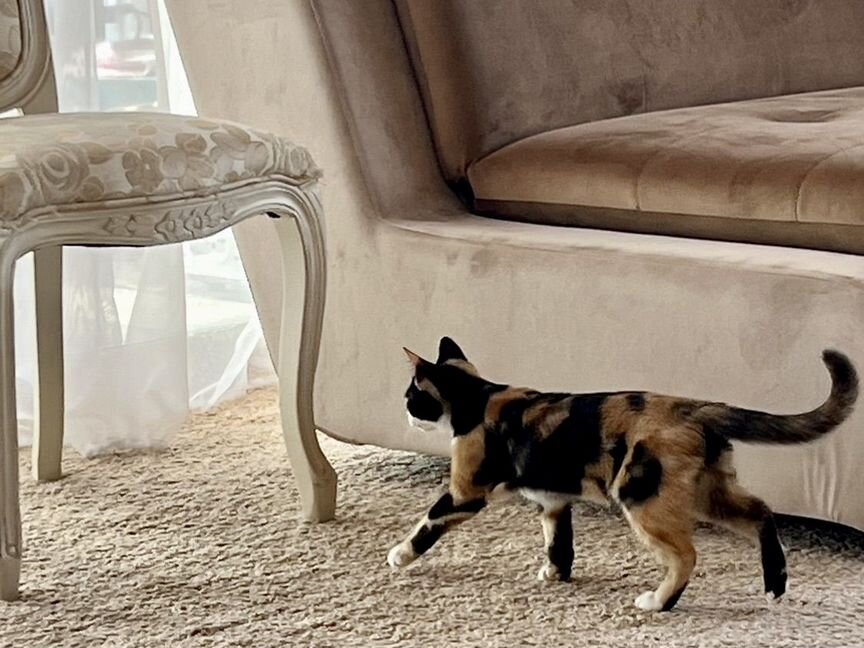 Трёхцветная кошечка