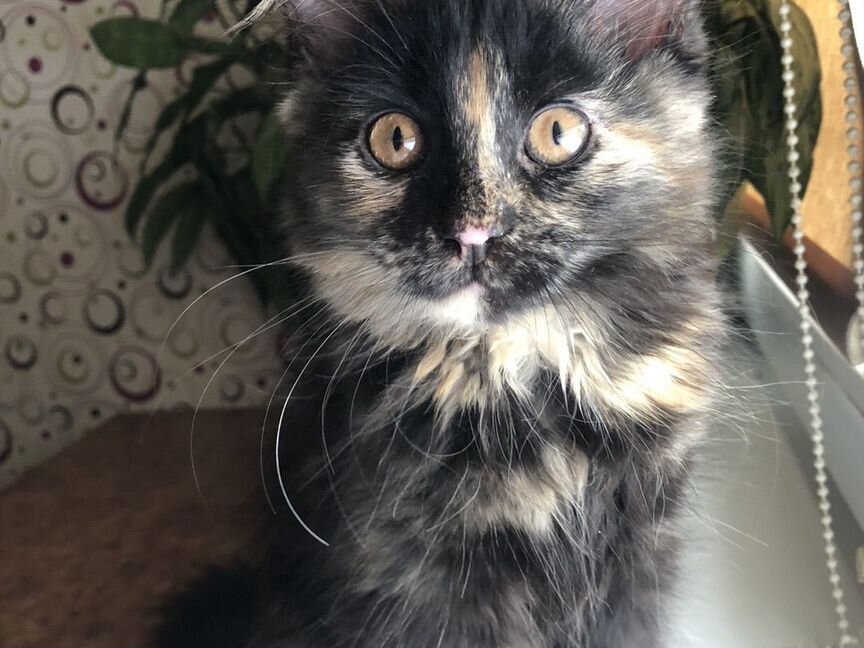Котенок девочка
