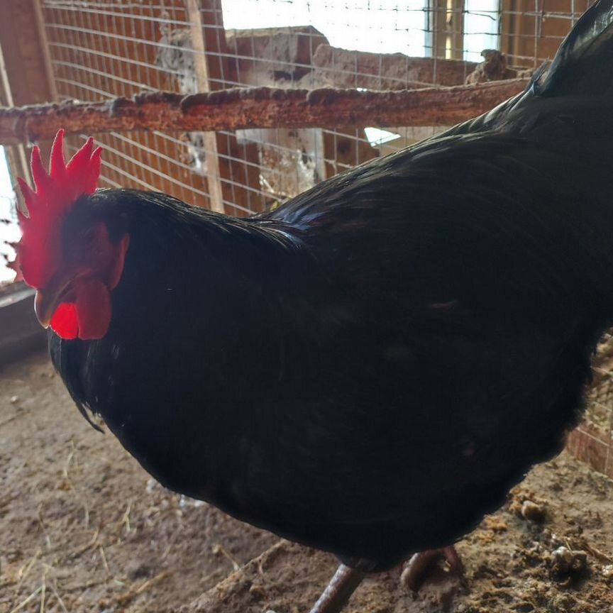 Инкубационное яйцо джерсийский гигант