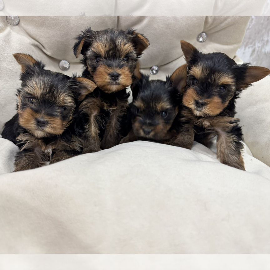 Йоркширский терьер, щенок