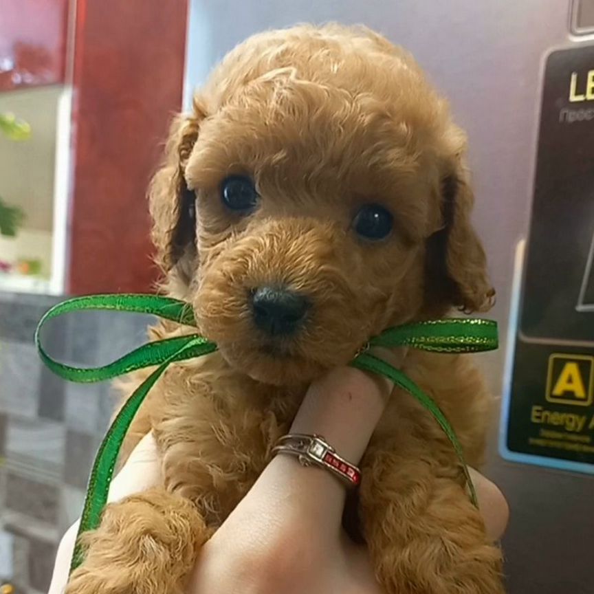 Той-пудель, щенок