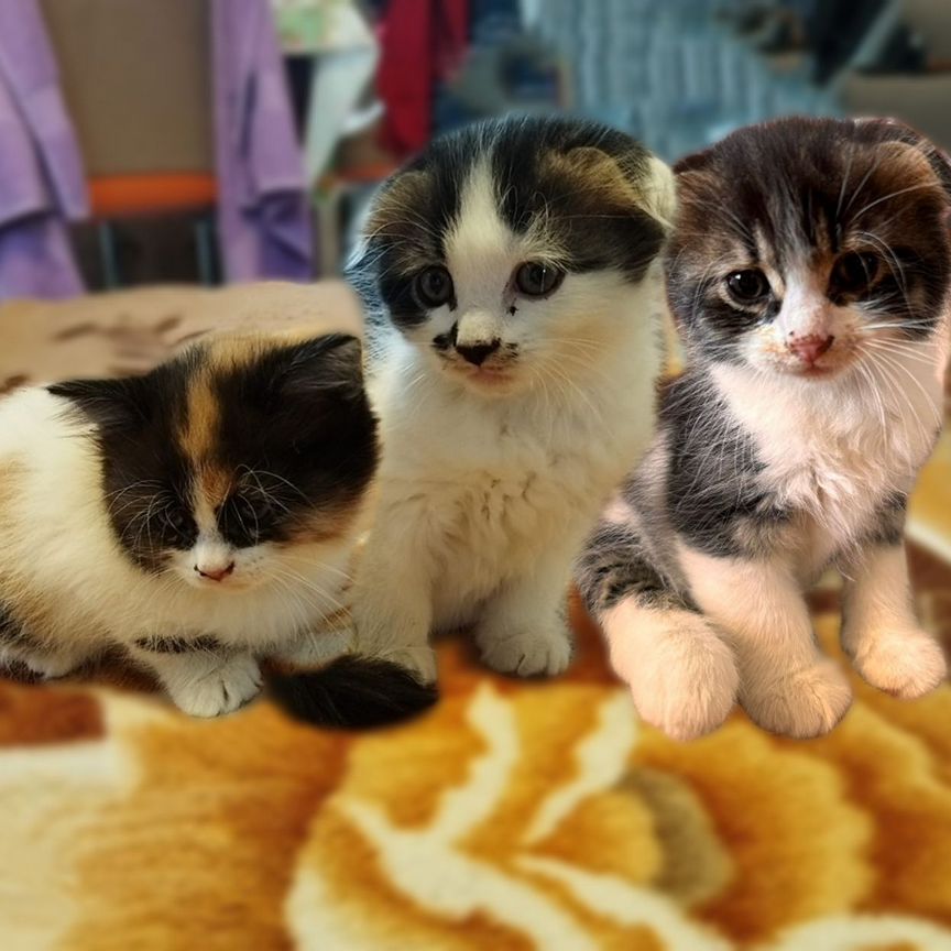 Вислоухие и прямоухие котята