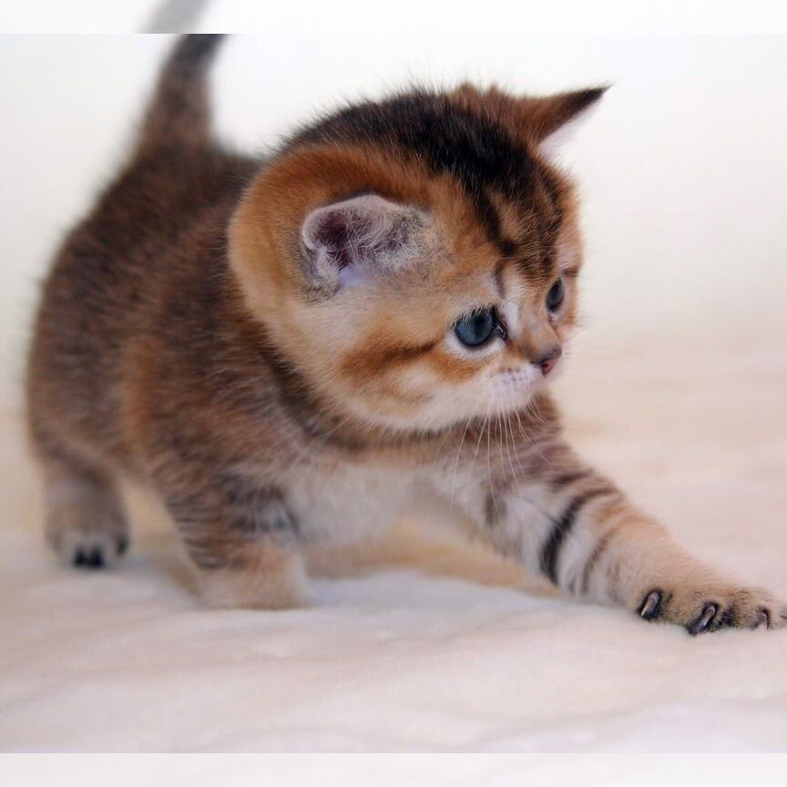 Британские котята черное золото