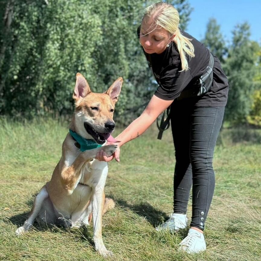 Знающий команды пёсик