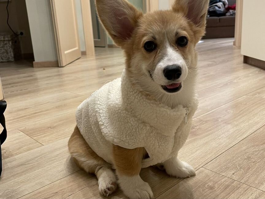 Куртка жилет для собаки HM