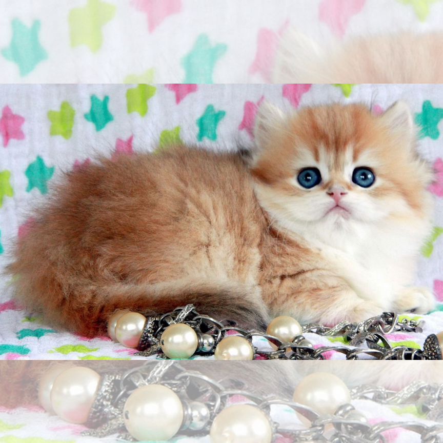 Британский длинношёрстный котёнок