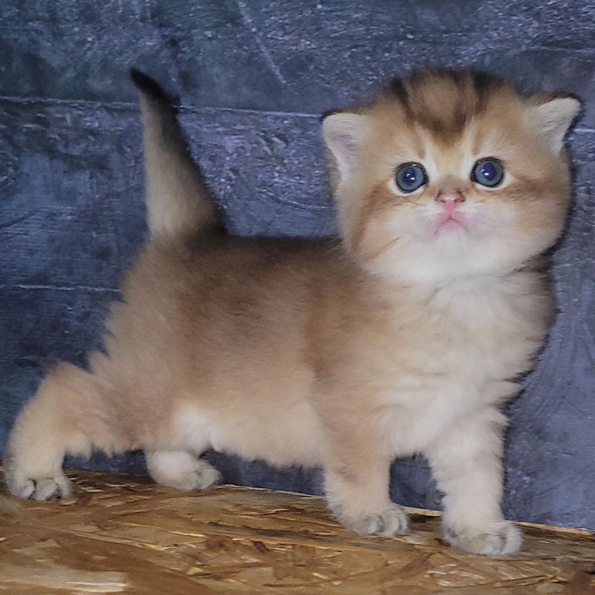 Шотландский прямоухий короткошёрстный котёнок