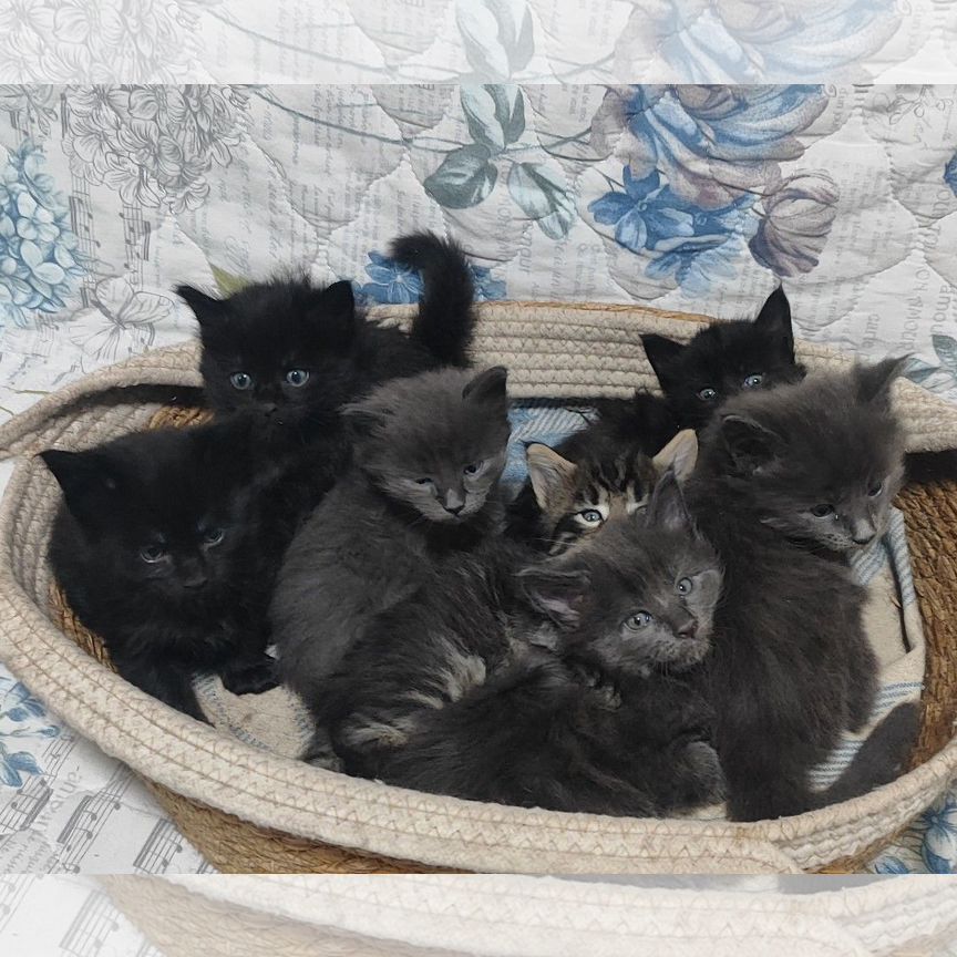 Мейн-кун котёнок