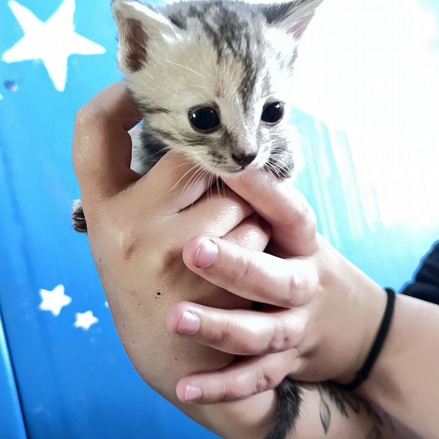 Котёнок в добрые руки