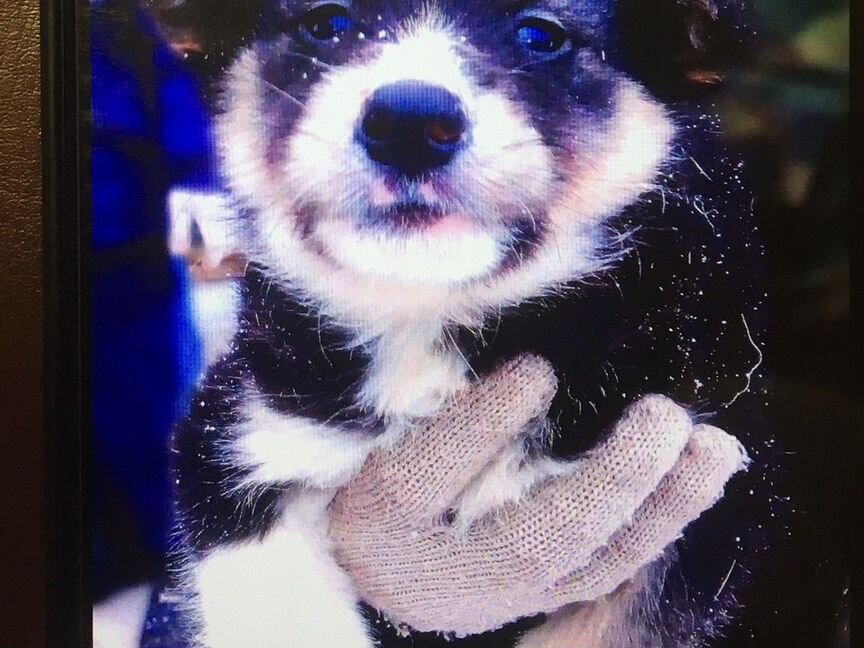 Хасята-малышата ищут дом