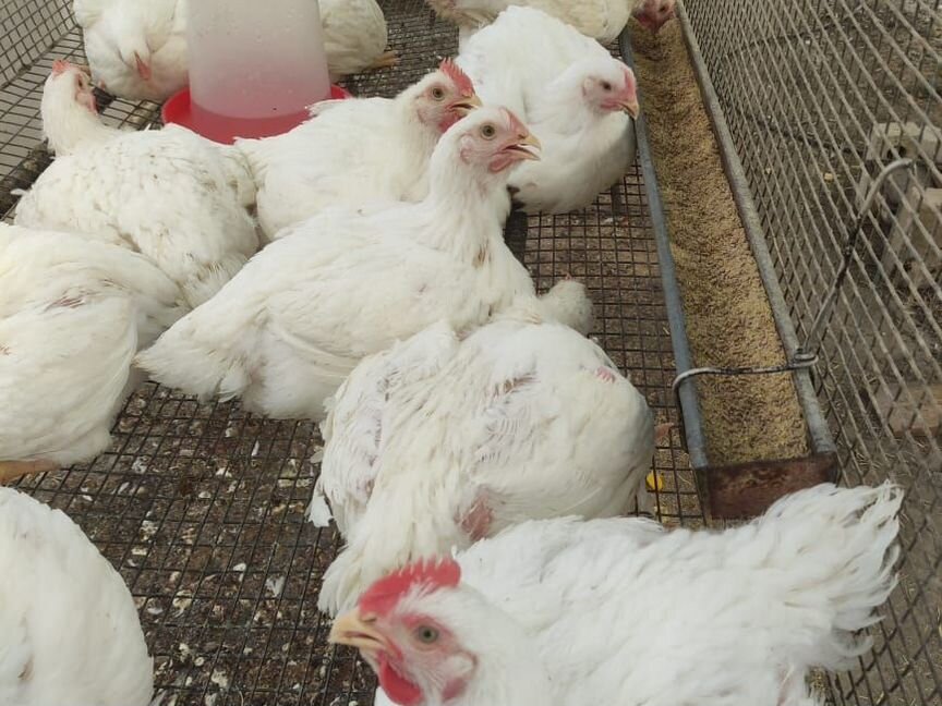 Куры бройлеры