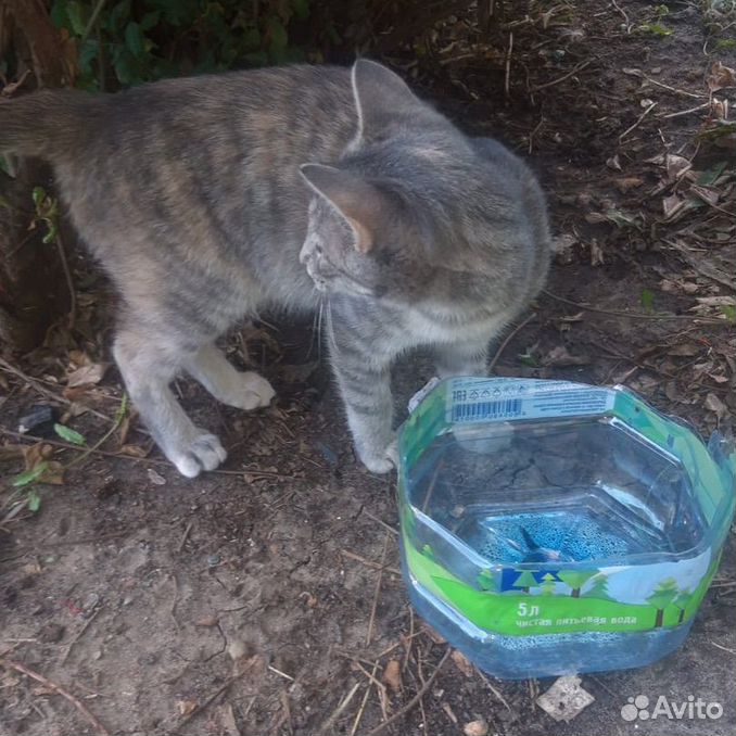 Котенок потеряшка