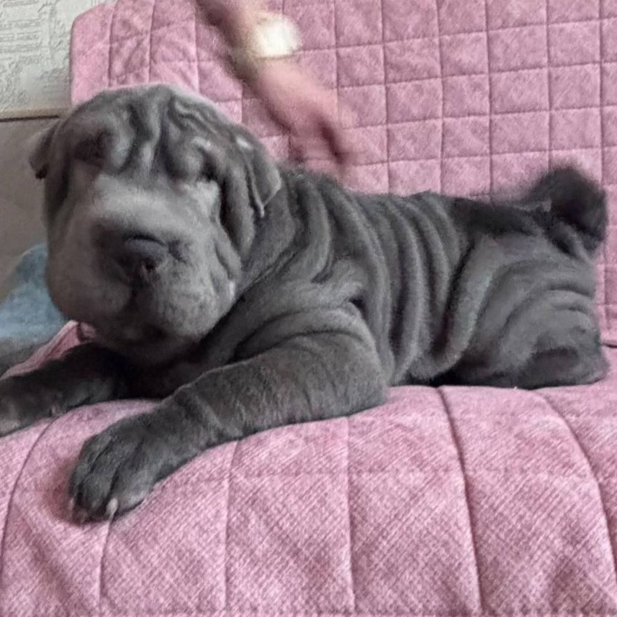 Шарпей, щенок