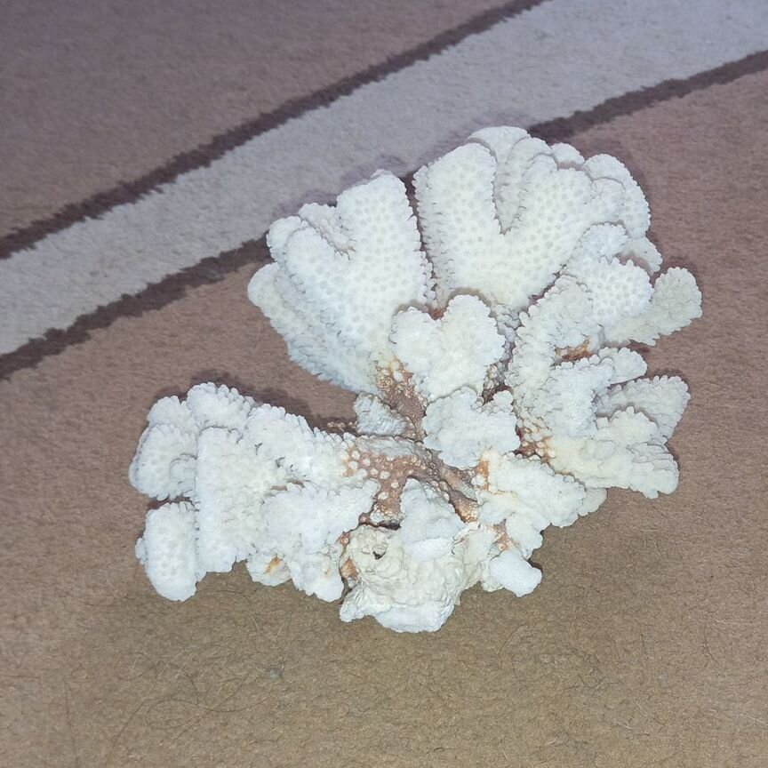 Коралл морской натуральный