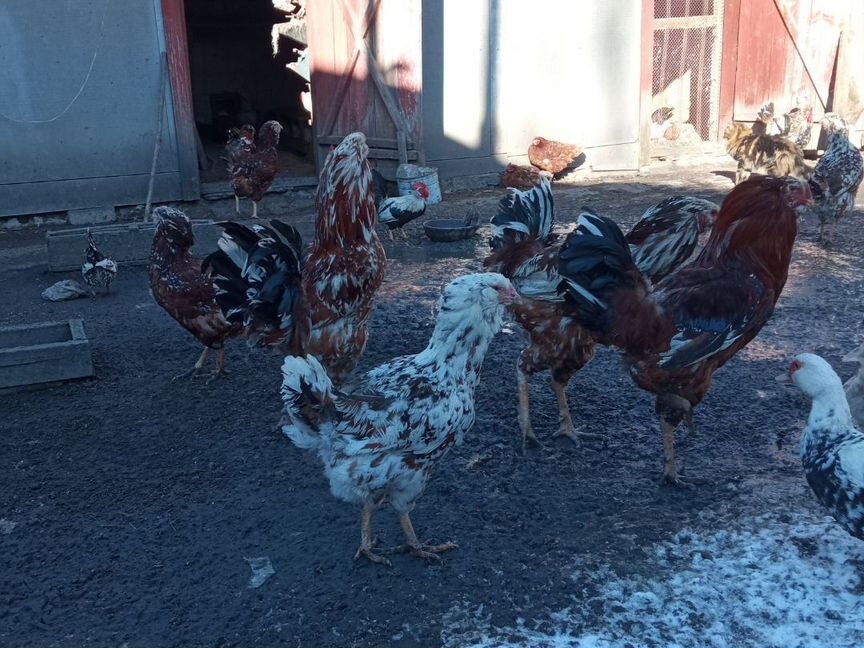 Куры орловские ситцевые