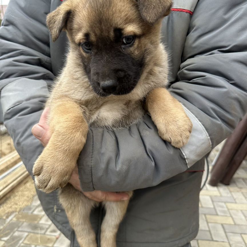 Щенок в добрые руки