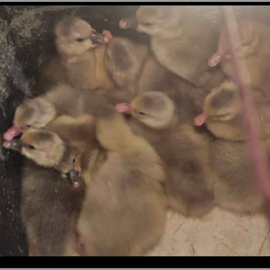 Гусята суточные