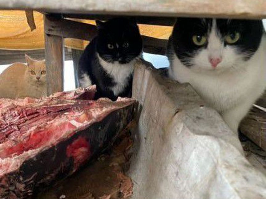 Котики и кошки очень ищут дом
