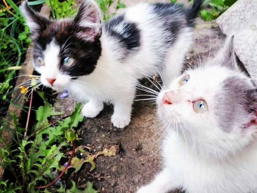 Котята ищут дом