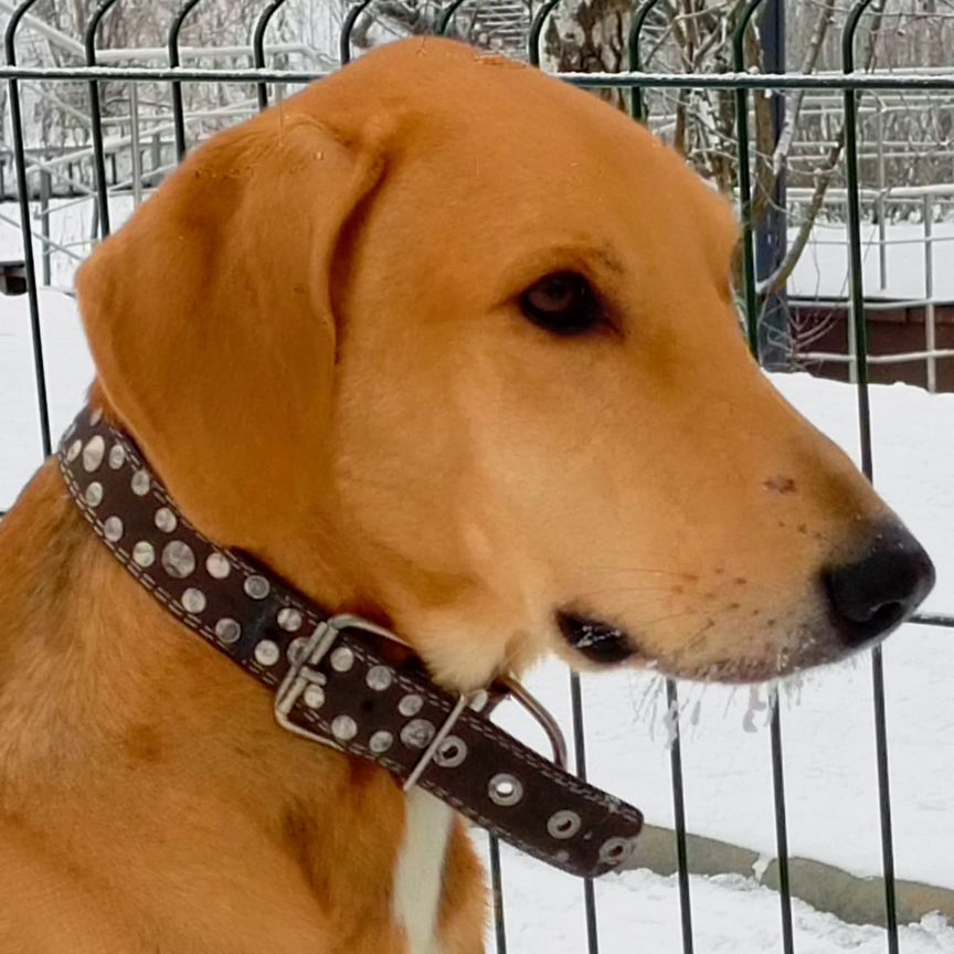 Русская гончая, вязка